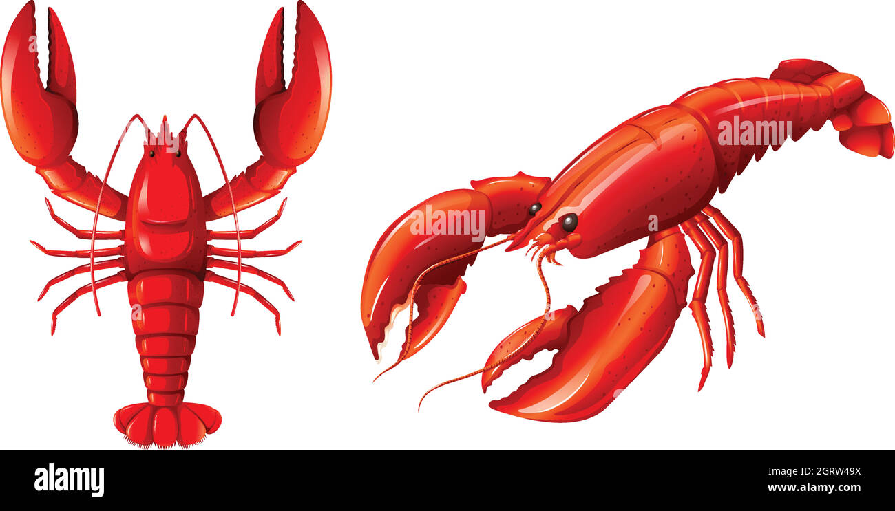 Homard drawing Banque d'images vectorielles - Alamy