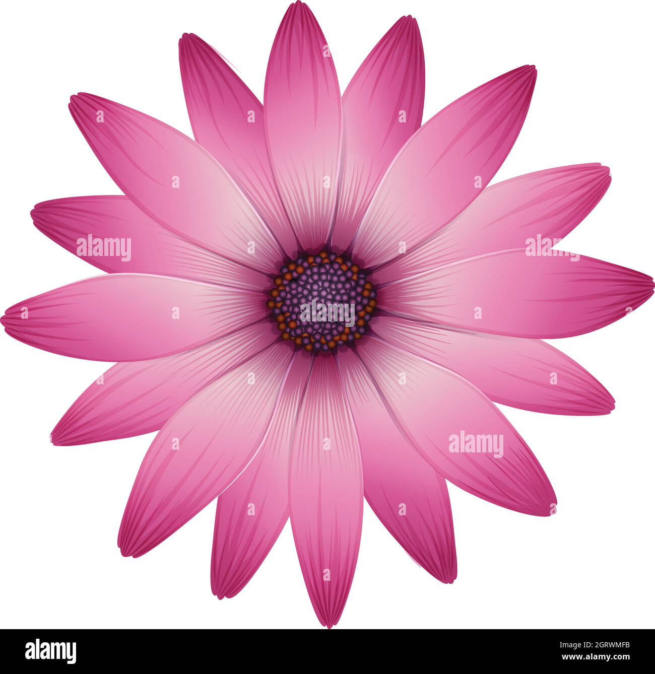 Pink petals Banque d'images vectorielles - Alamy