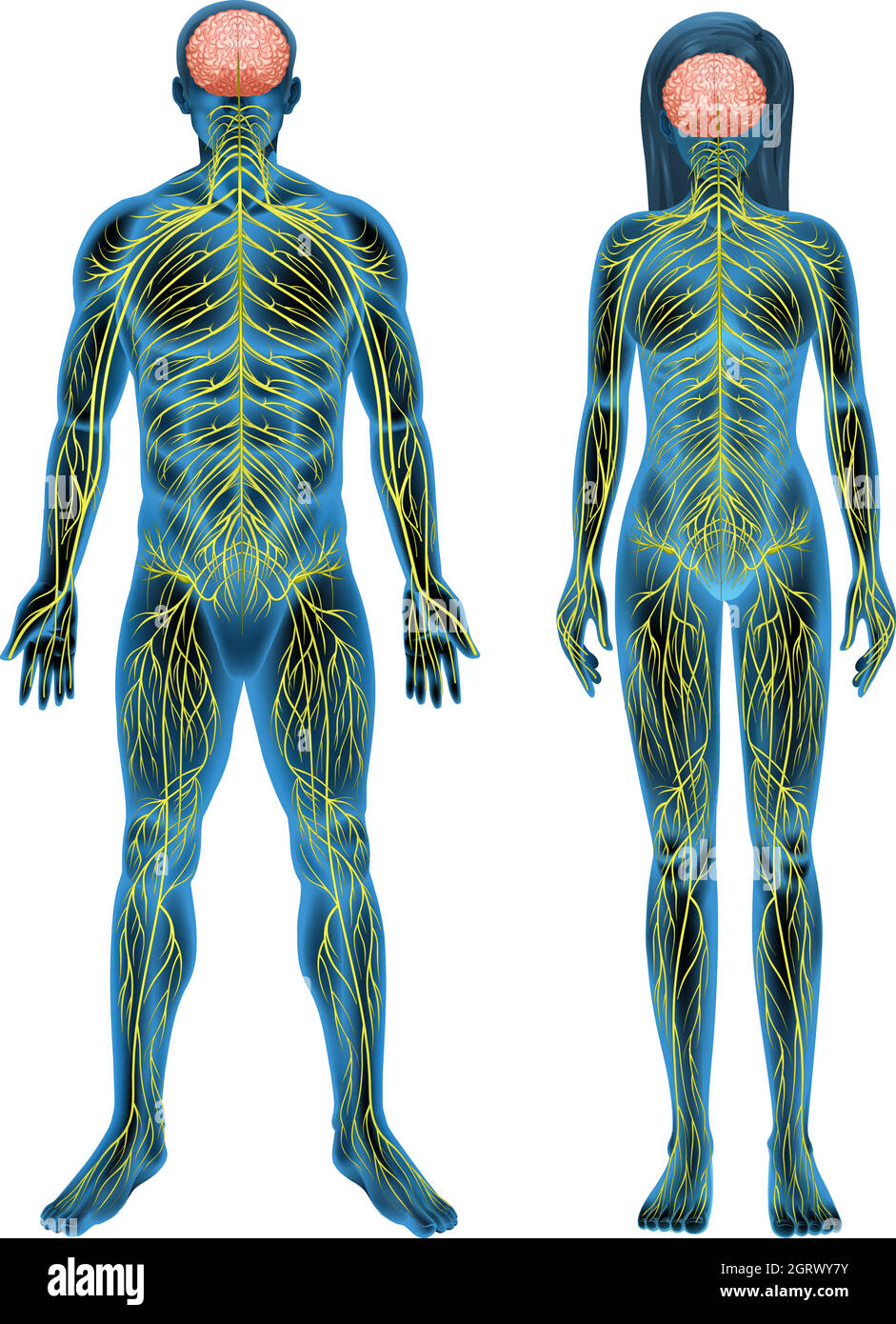 Drawing anatomy normal nervous system Banque d'images vectorielles - Alamy