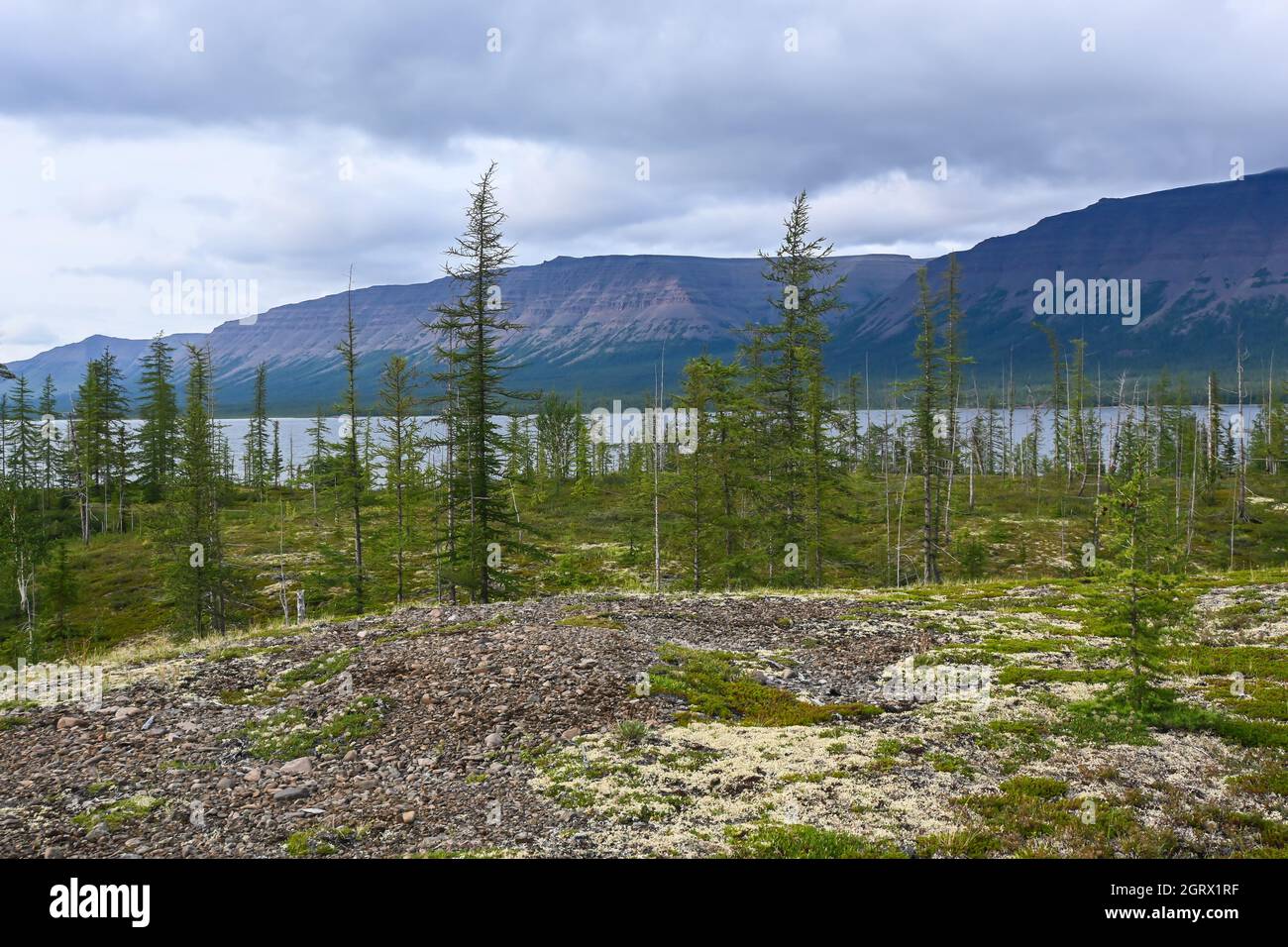 Taiga siberia forest Banque de photographies et d’images à haute ...