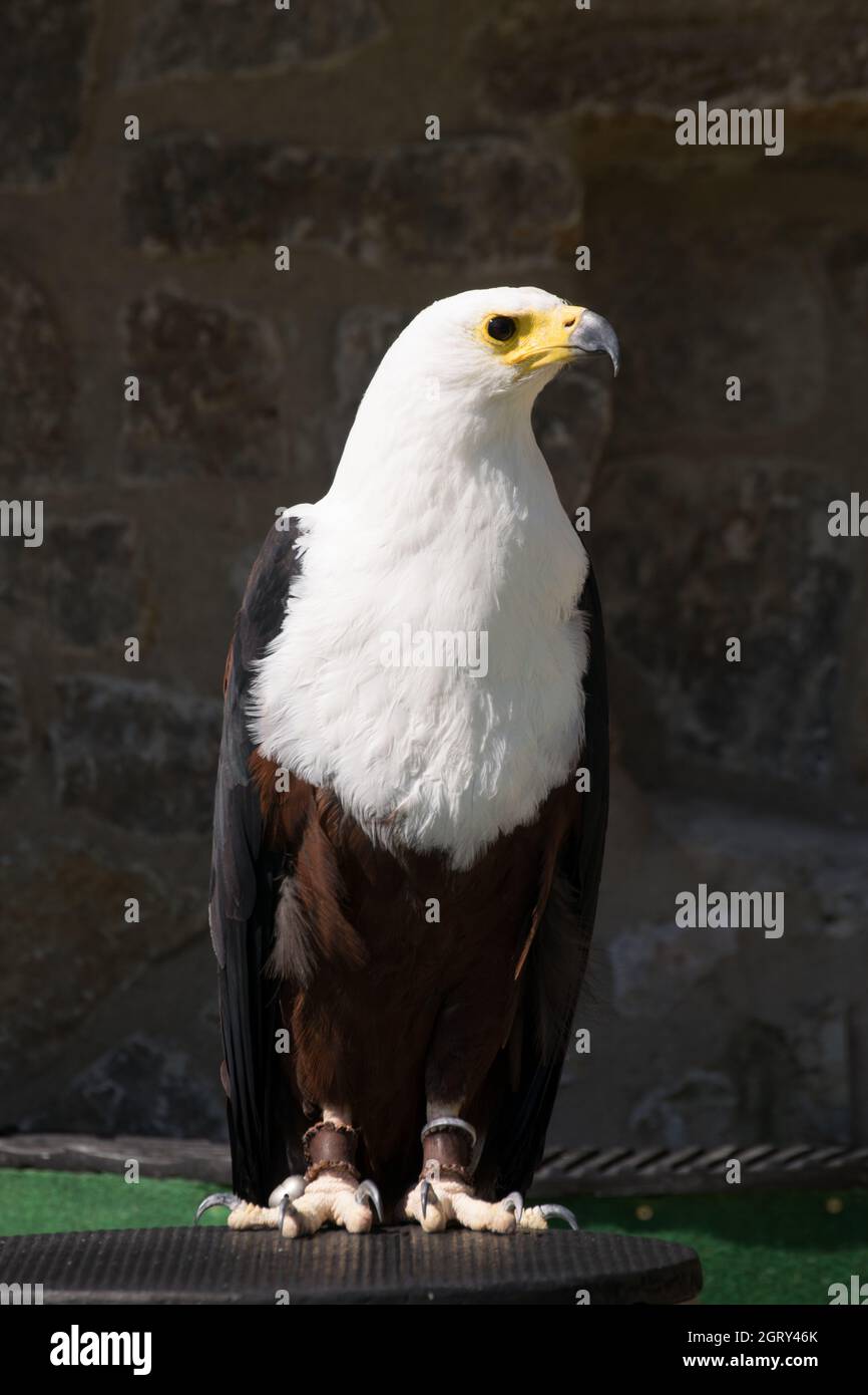 Der adler Banque de photographies et d’images à haute résolution - Alamy