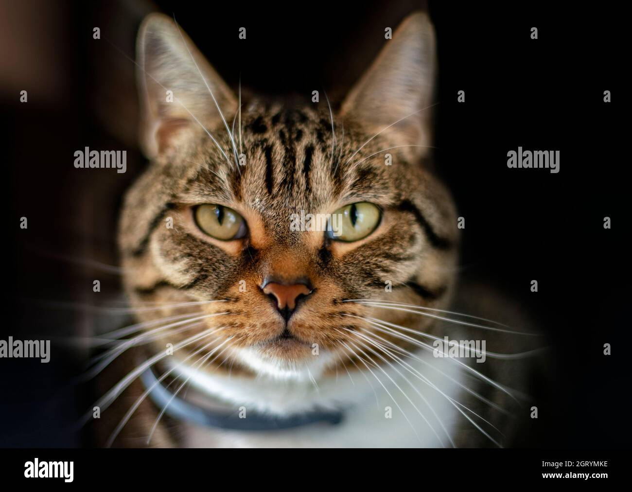 Tête de chat noir aux yeux jaunes Banque de photographies et d’images à haute résolution - Alamy