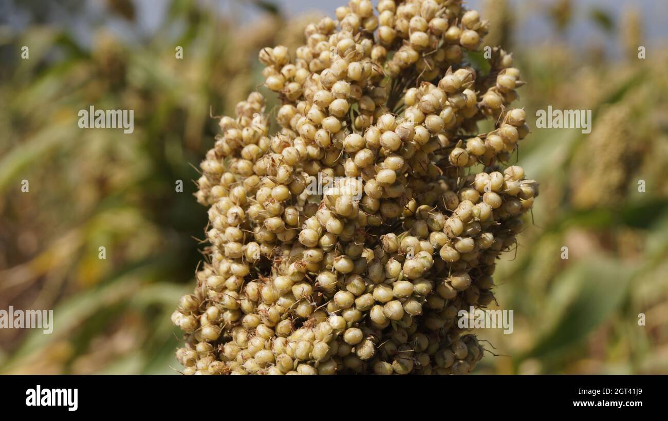Culture de sorgho saine Banque de photographies et d’images à haute ...