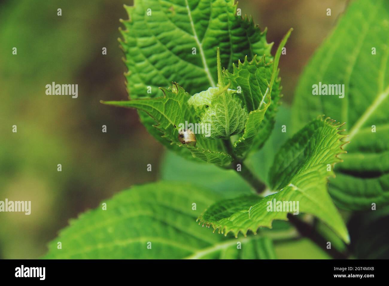 Insecte du japon Banque de photographies et d’images à haute résolution ...