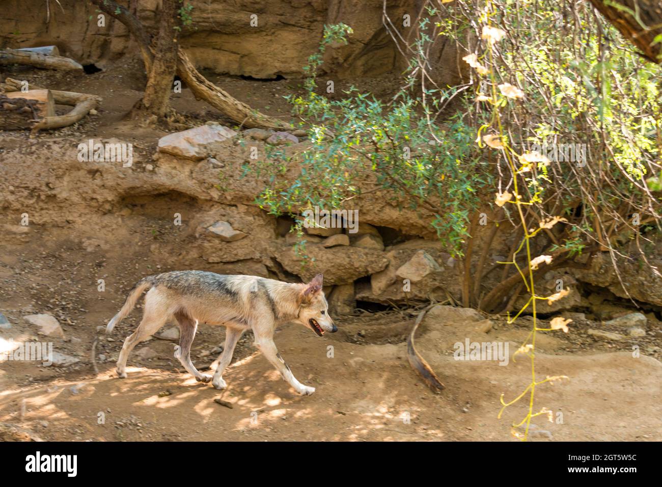 Loup dans son habitat naturel Banque de photographies et d’images à ...