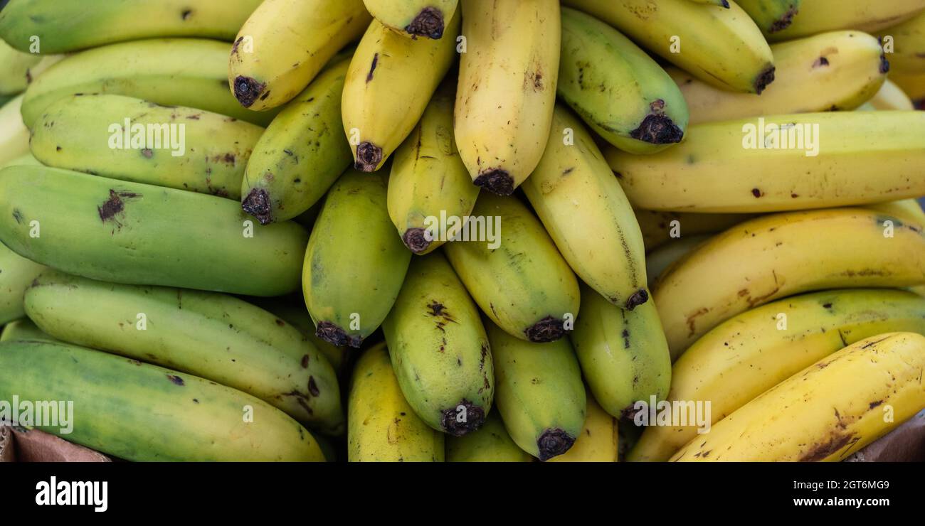 Banana plant bananas portugal madeira Banque de photographies et d ...