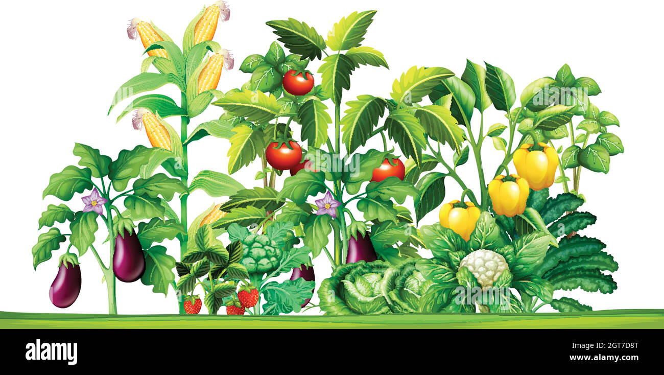 Jardinage legumes Banque d'images vectorielles - Alamy