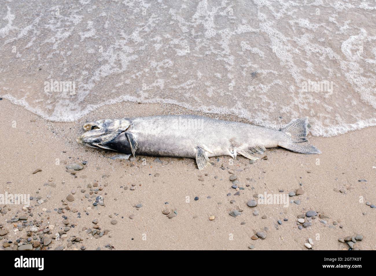 Poissons morts se trouvant sur la plage Banque de photographies et d ...