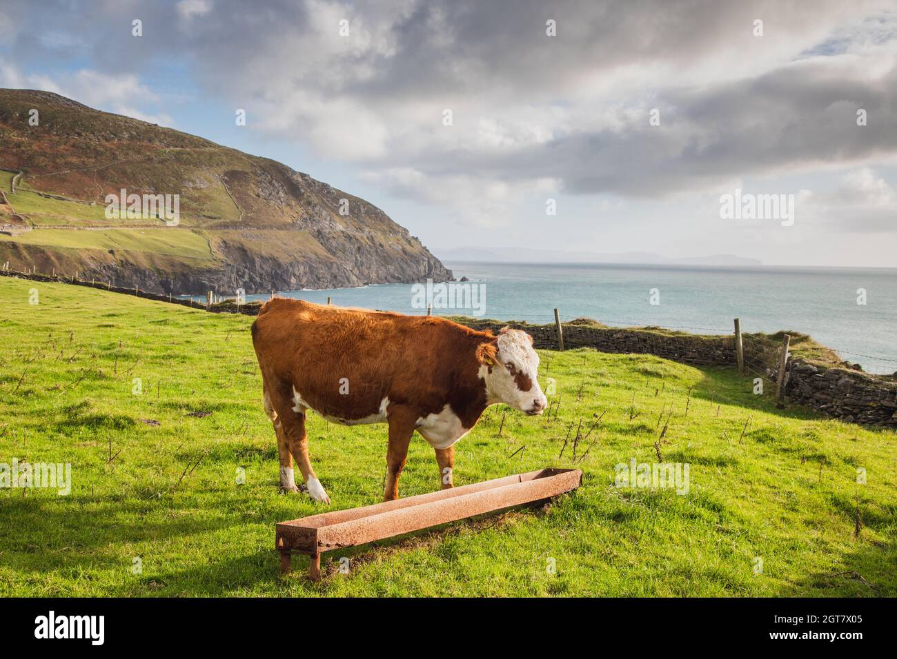 Irlande vache de plage Banque d'image et photos - Alamy