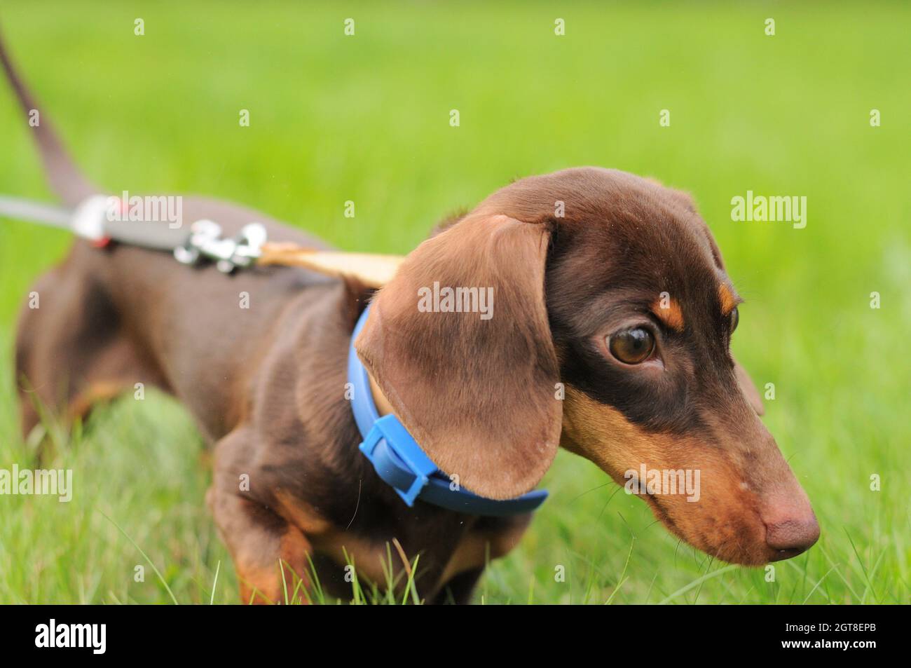 Basset dachshund Banque de photographies et d’images à haute résolution ...