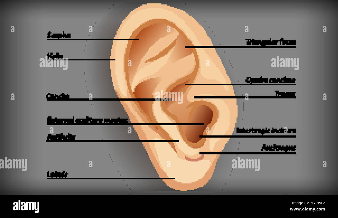 Anatomie de l'oreille externe Image Vectorielle Stock - Alamy