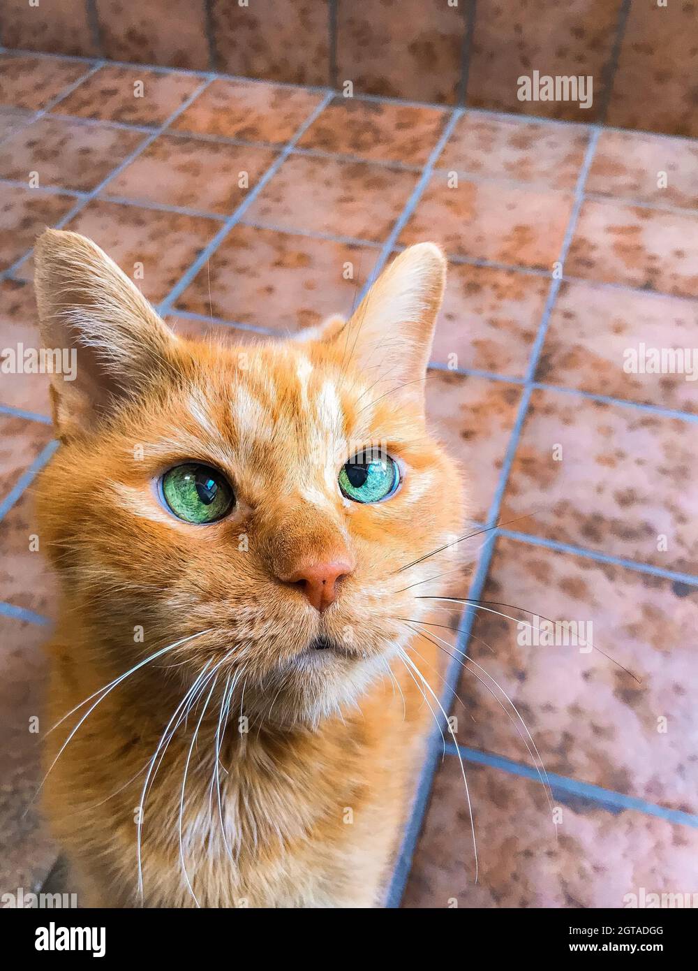 Cross eyed animal Banque de photographies et d’images à haute ...