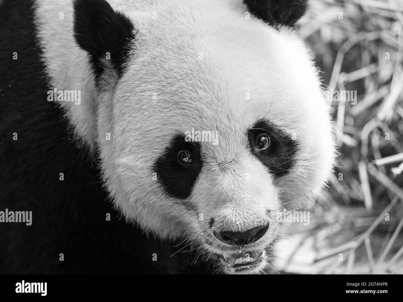 Panda géant Banque d'images noir et blanc - Alamy