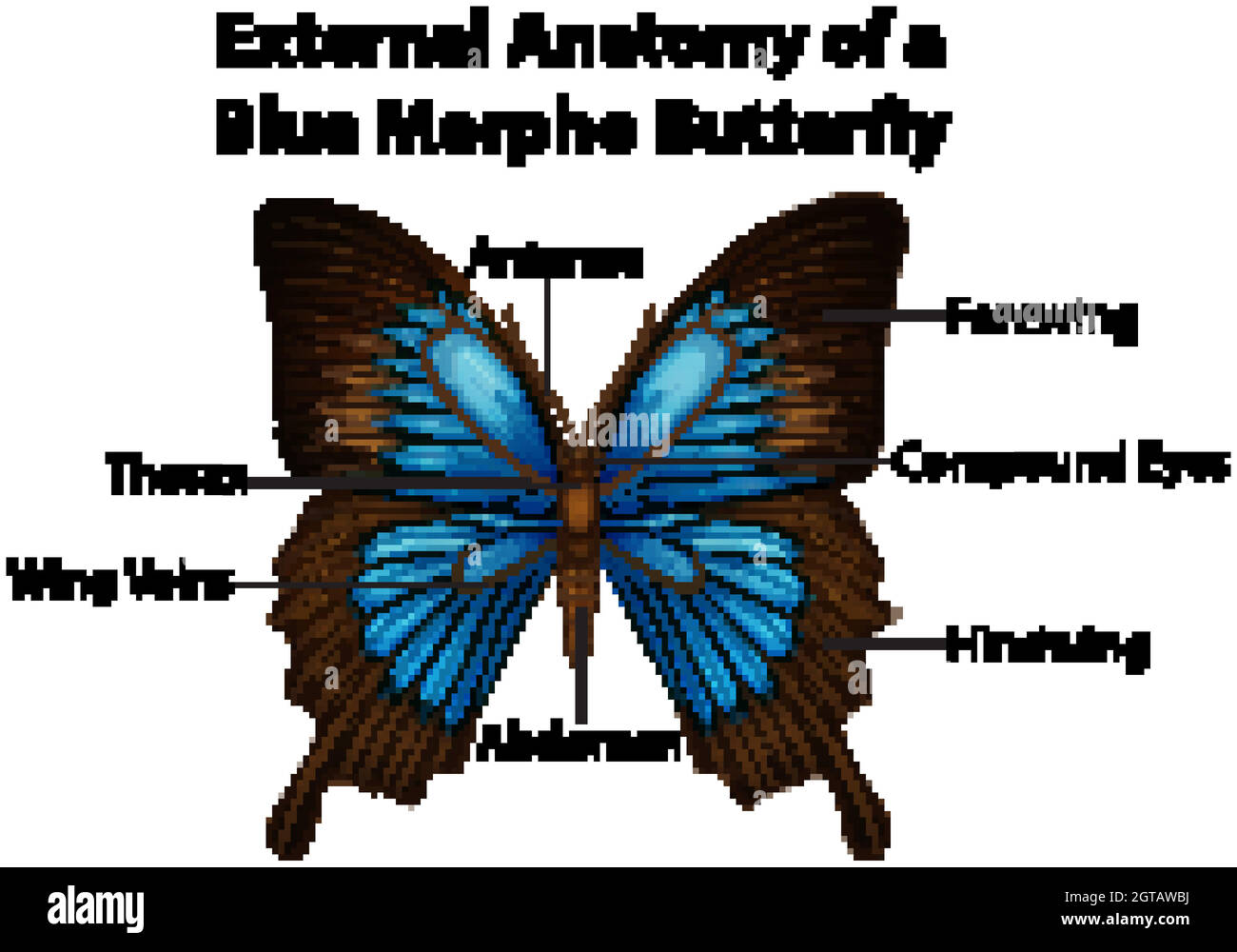 Anatomie externe d'un papillon bleu Morpho sur fond blanc Image ...