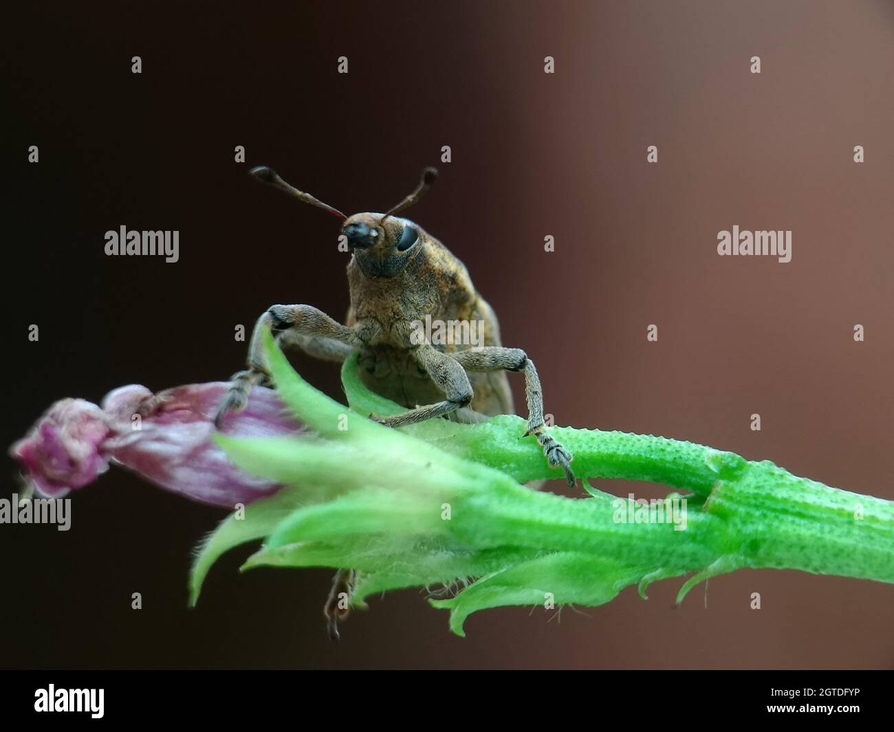 Mandibule d'insecte Banque de photographies et d’images à haute ...