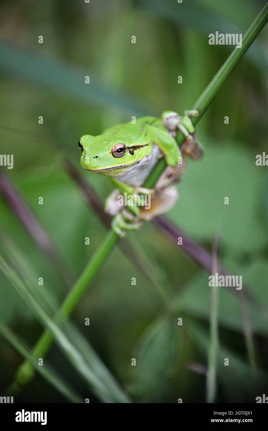 Gecko Aux Yeux De Grenouille Banque d'image et photos - Alamy