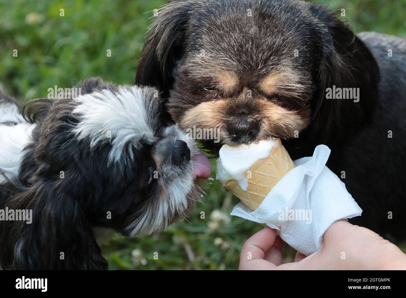 Animals Eating Ice Cream Banque d'image et photos - Alamy