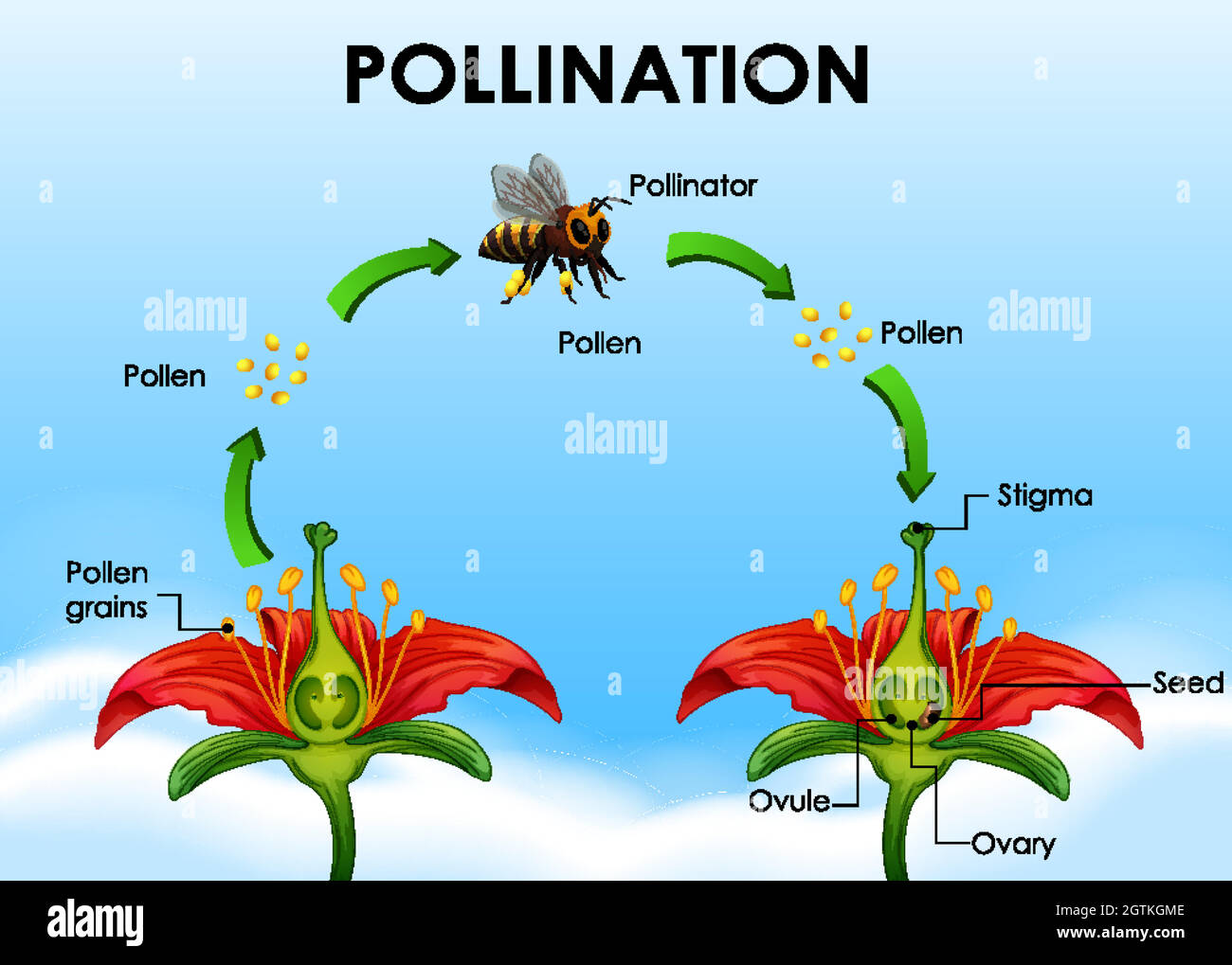 Schéma illustrant le cycle de pollinisation Image Vectorielle Stock - Alamy