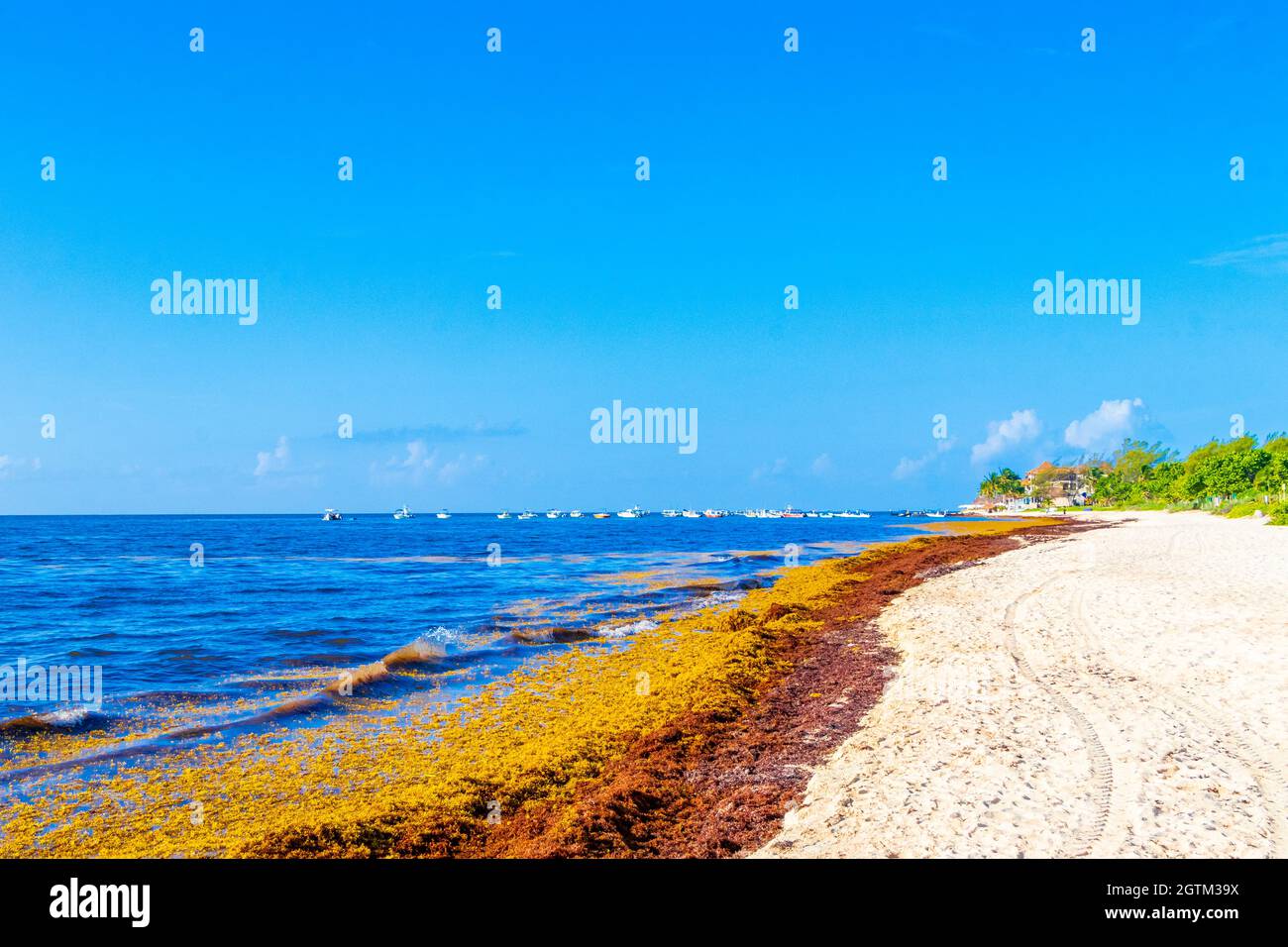 Il y a beaucoup d'algues rouges très dégoûtantes sargazo sur la plage ...