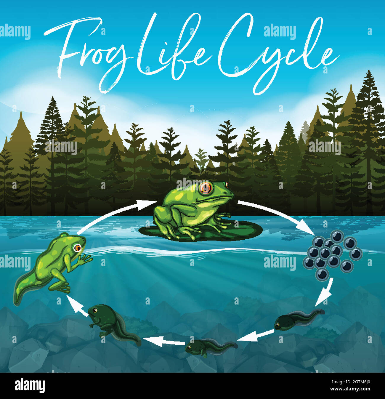 Clipart Du Cycle De Vie De La Grenouille Images De Cycle Vie