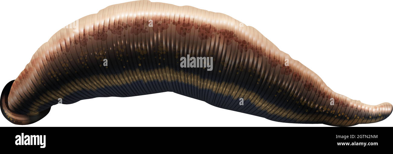 Sangsue hirudinea Banque de photographies et d’images à haute ...