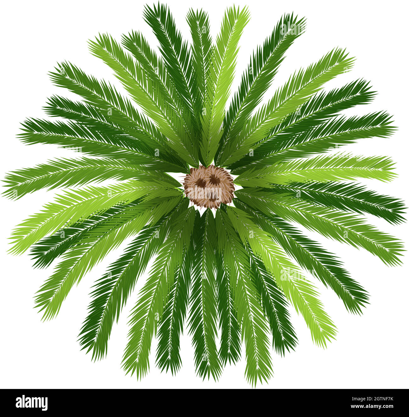 Sago palm tree Banque d'images vectorielles - Alamy