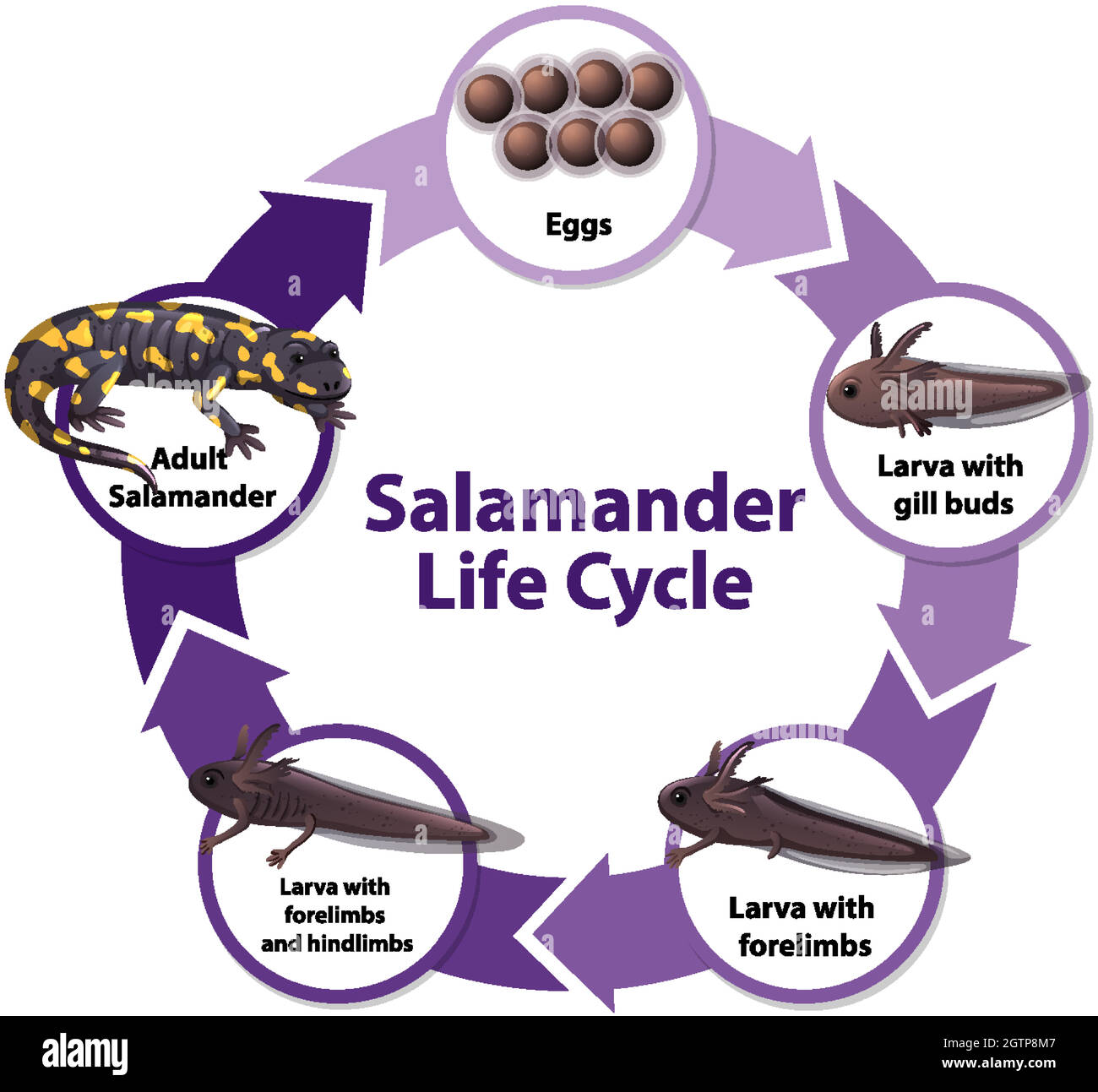 Diagramme du cycle de vie de la salamandre Image Vectorielle Stock - Alamy