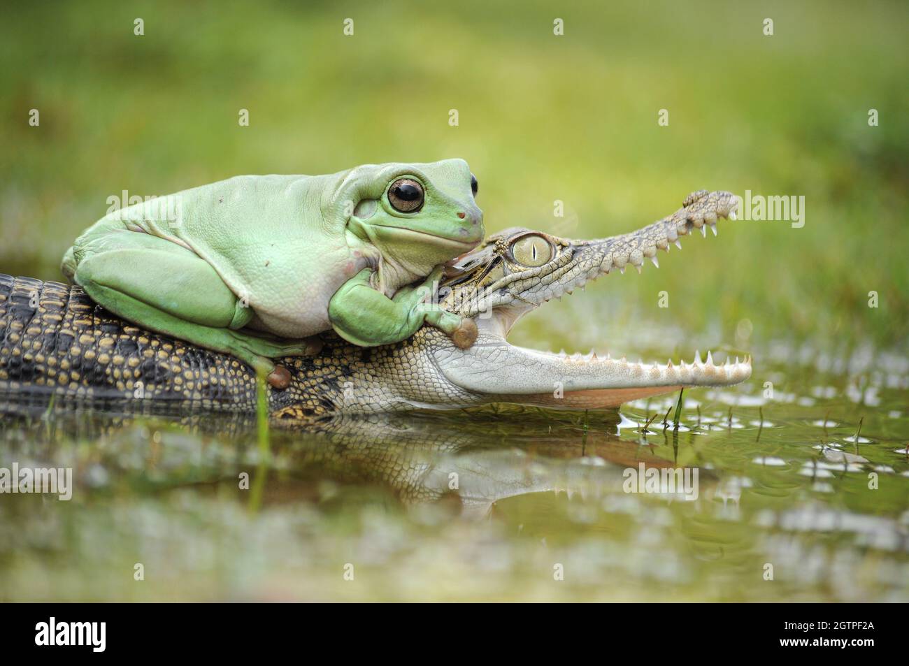 Animal dans le lac Banque de photographies et d’images à haute ...