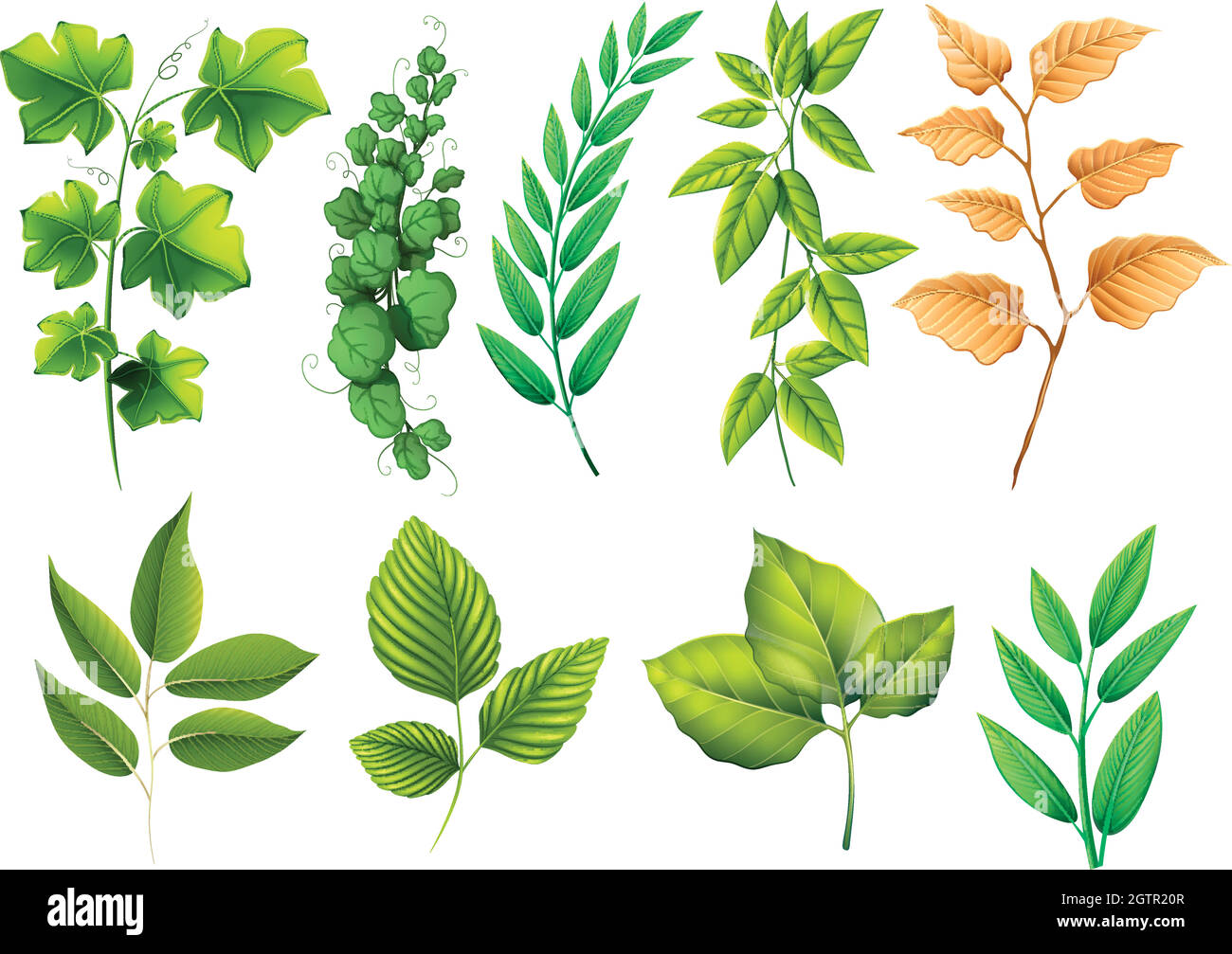 Different types green leaves illustration Banque d'images détourées - Alamy