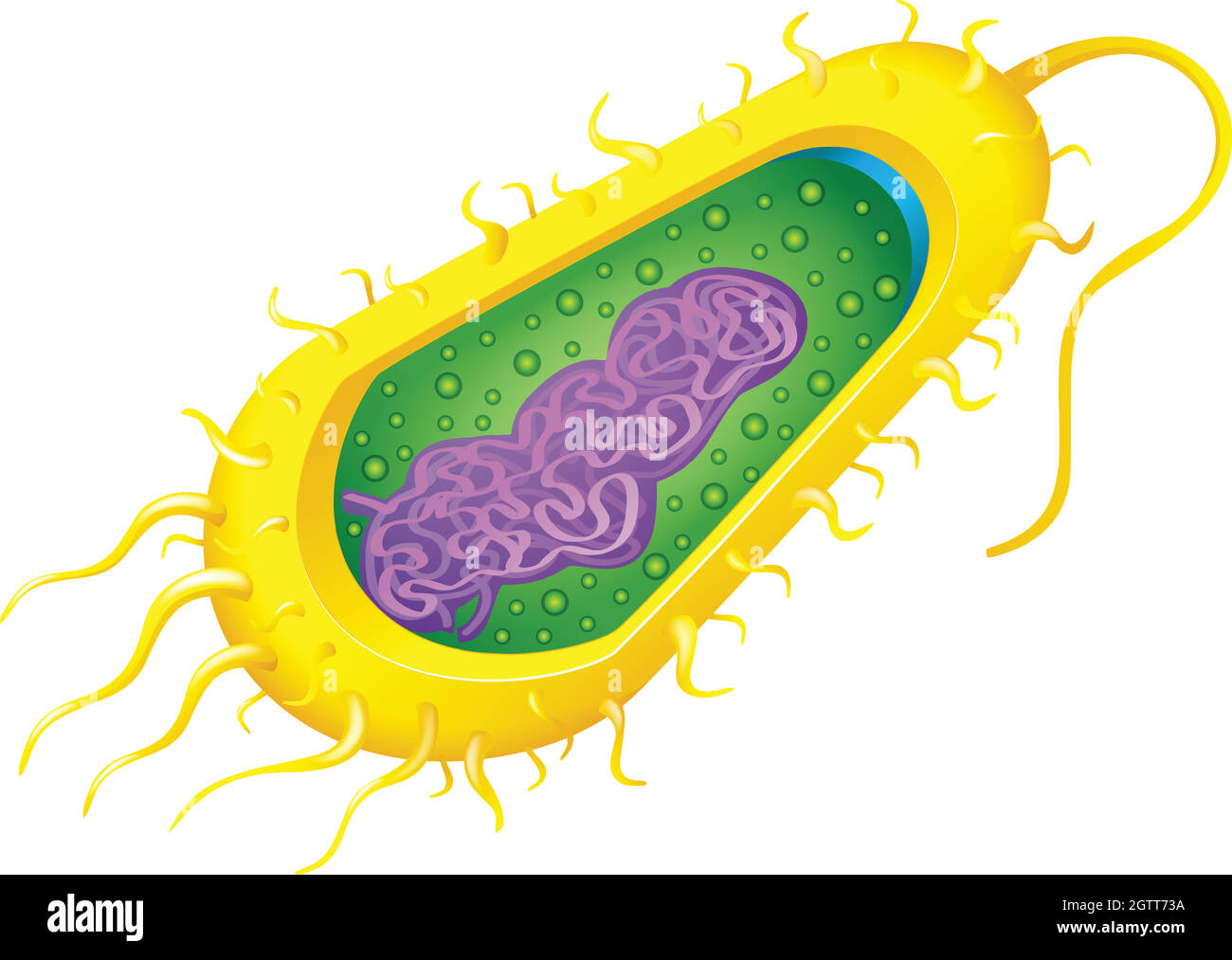 Structure de la cellule bactérienne Banque de photographies et d’images ...