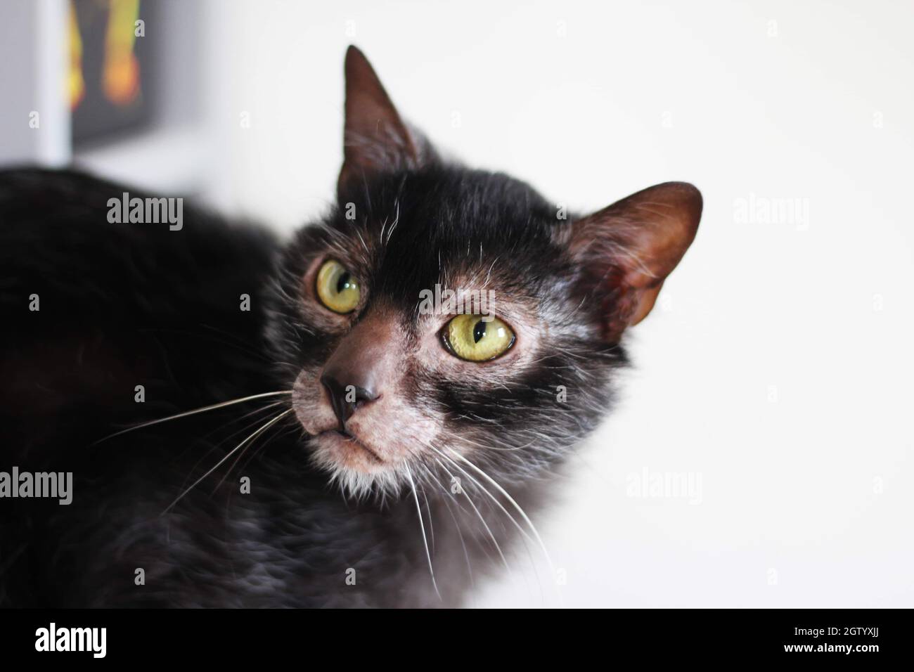 Lykoi cat Banque de photographies et d’images à haute résolution - Alamy