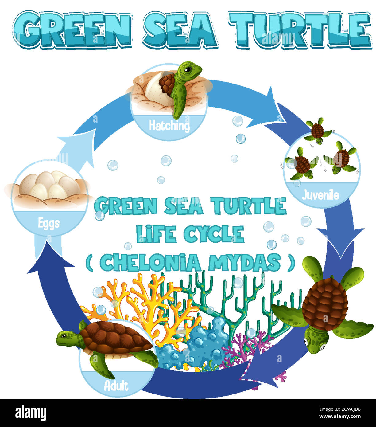 Schéma montrant le cycle de vie de la tortue Image Vectorielle Stock ...