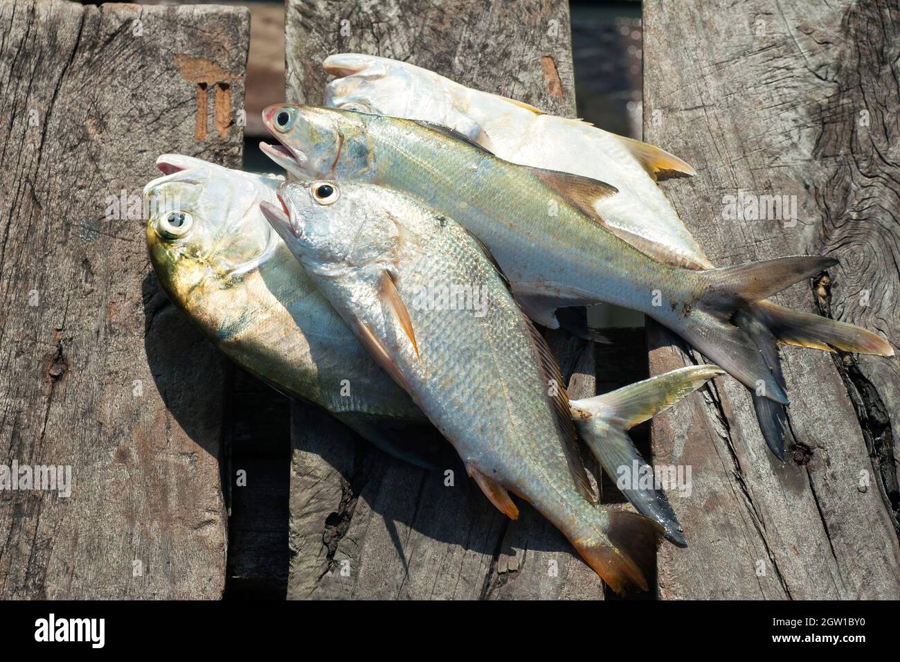 Poissons d'eau douce de malaisie Banque de photographies et d’images à ...