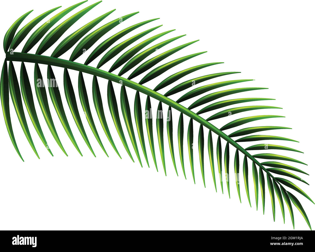 Feuilles De Coco Banque d'images vectorielles - Alamy