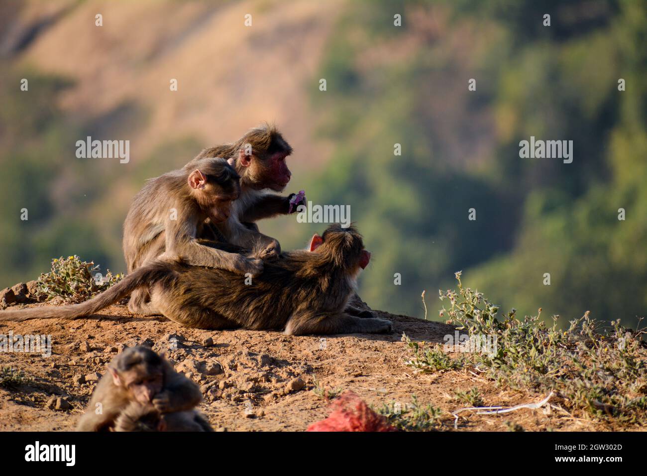 L'accouplement des singes Banque de photographies et d’images à haute ...