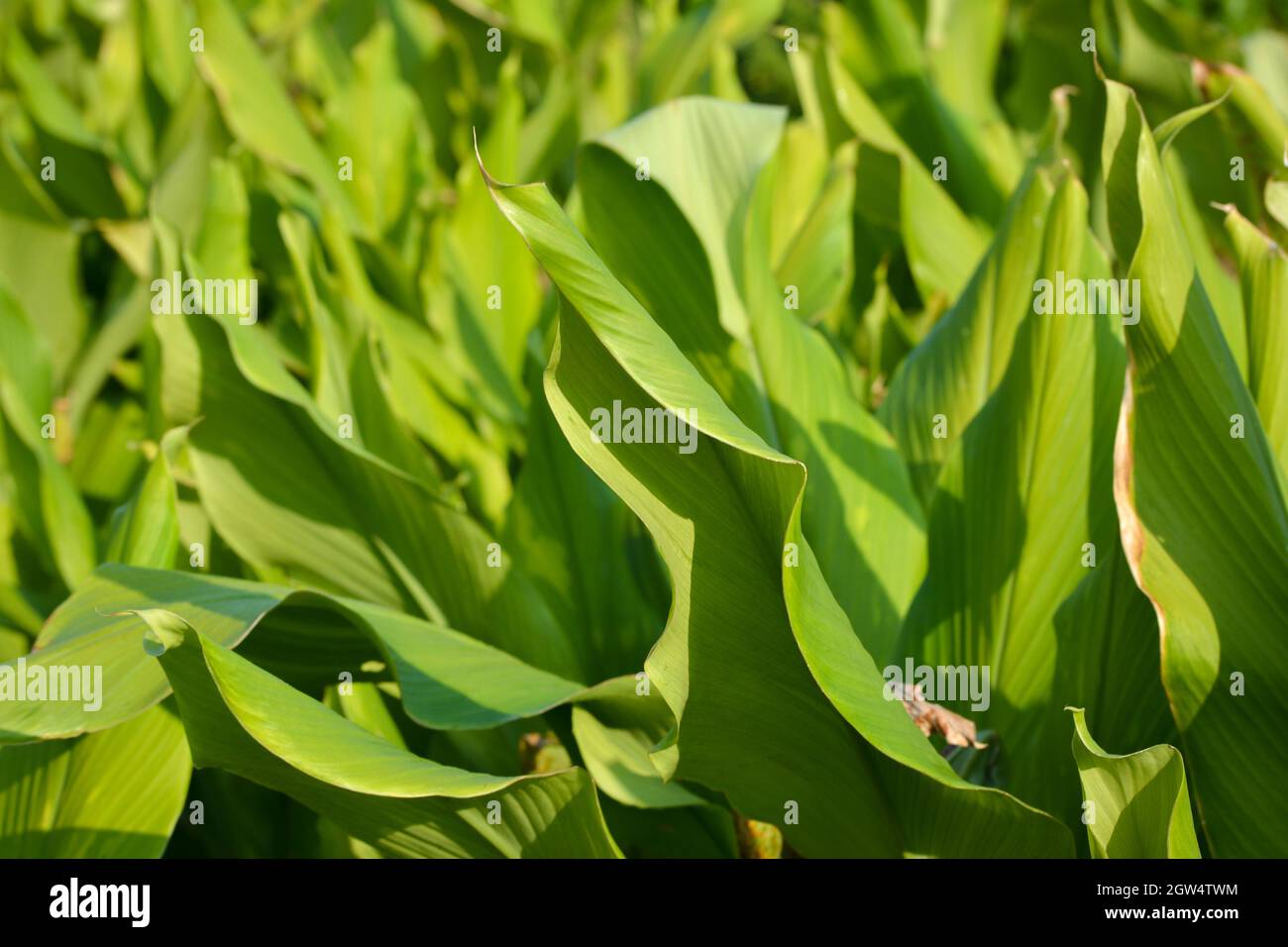 Champ de culture du curcuma en Inde. Le curcuma est une plante à fleurs ...
