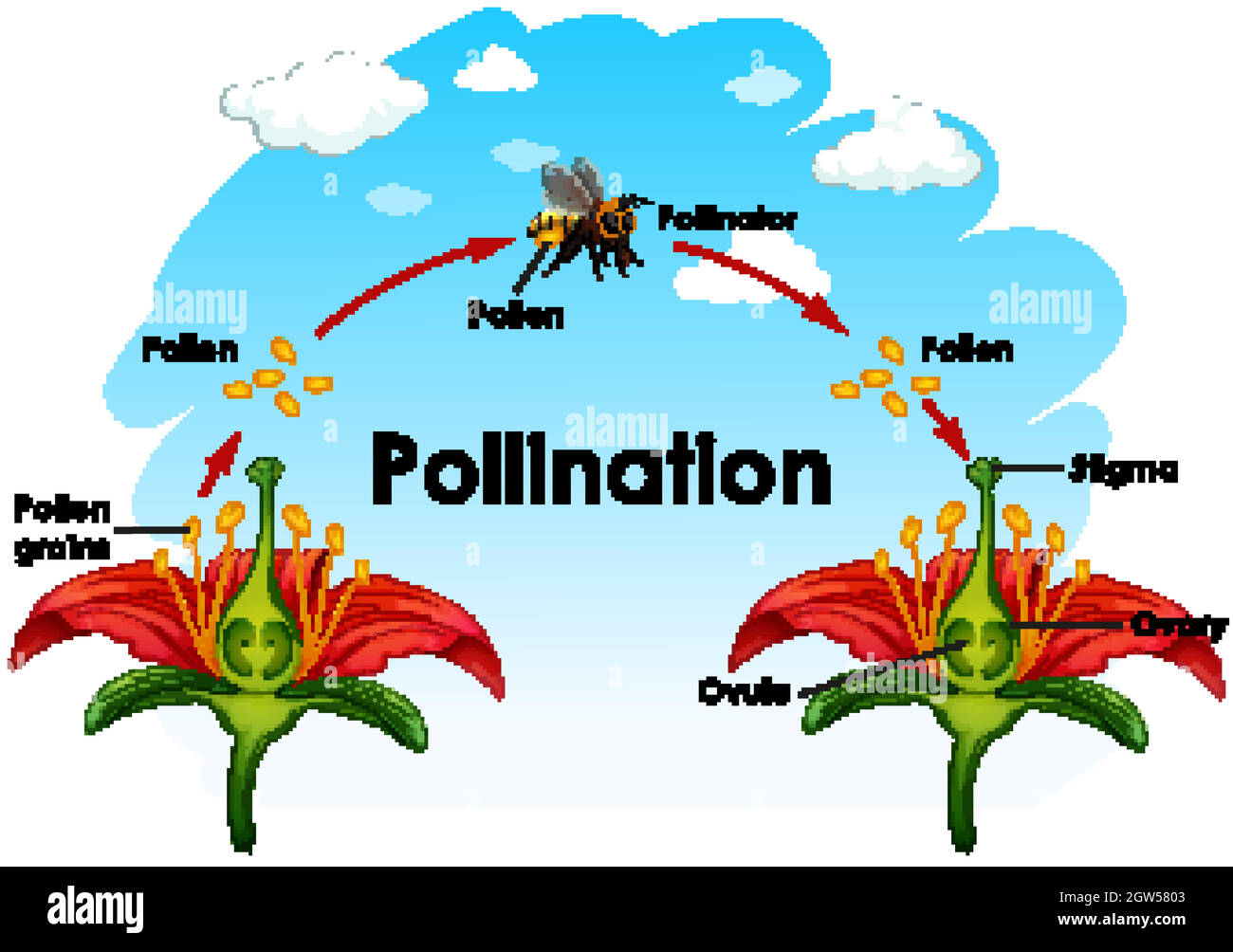 Pollinisation par le pollen Banque d'images vectorielles - Alamy
