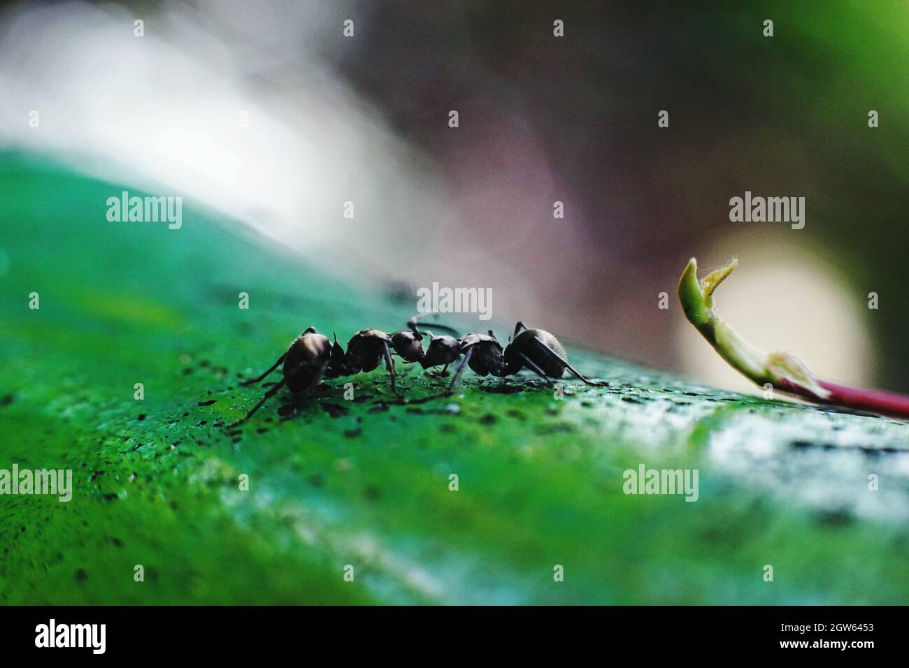 Insecte combattant Banque de photographies et d’images à haute ...