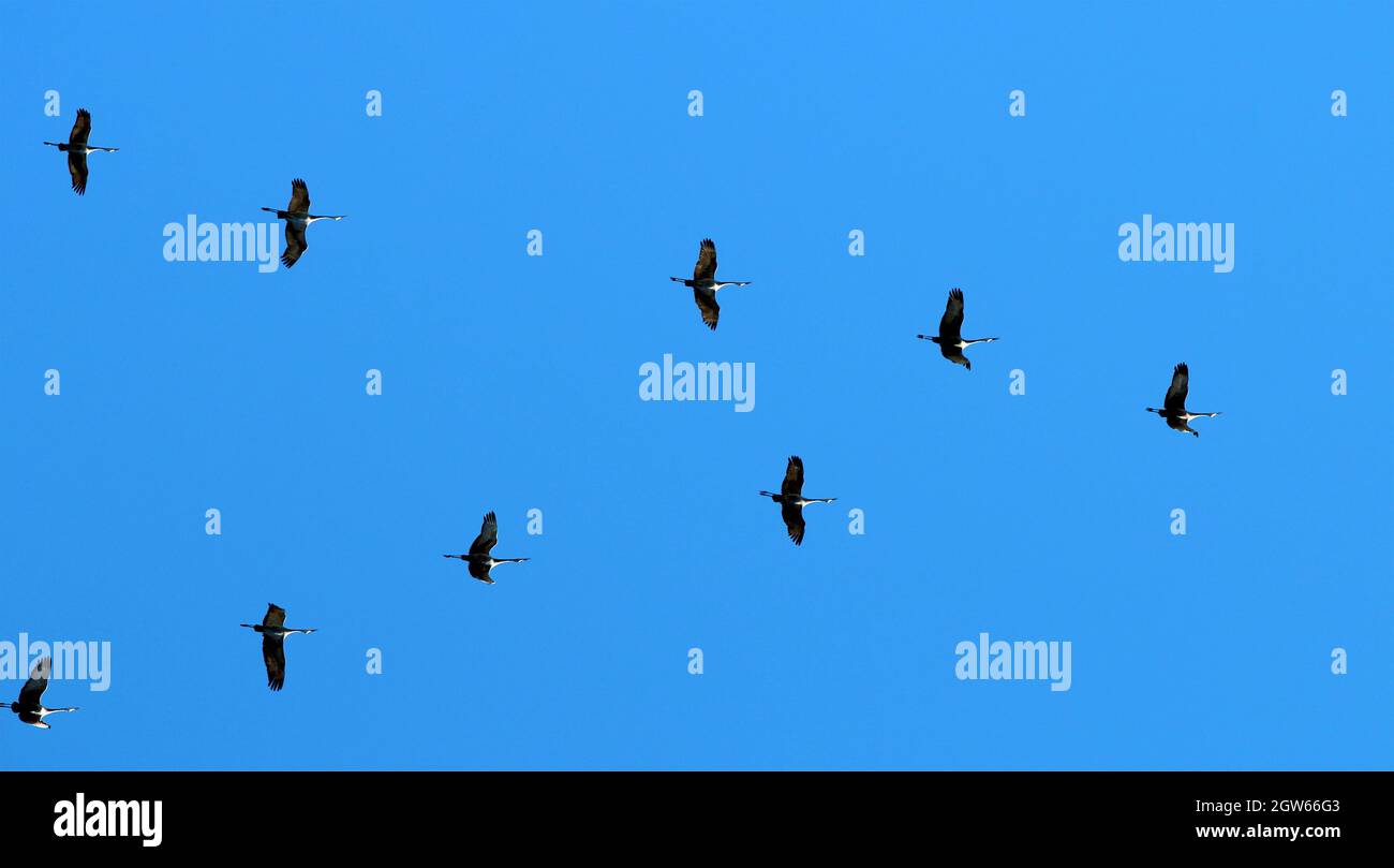 Cigale aux ailes bleues Banque de photographies et d’images à haute ...