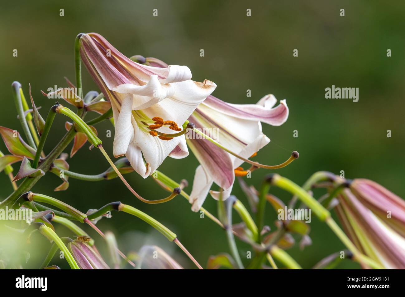 Lis dragon noir Banque de photographies et d’images à haute résolution - Alamy