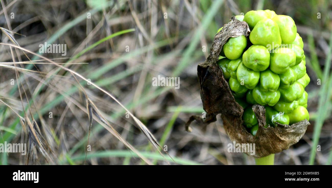 Arum flower Banque de photographies et d’images à haute résolution - Alamy