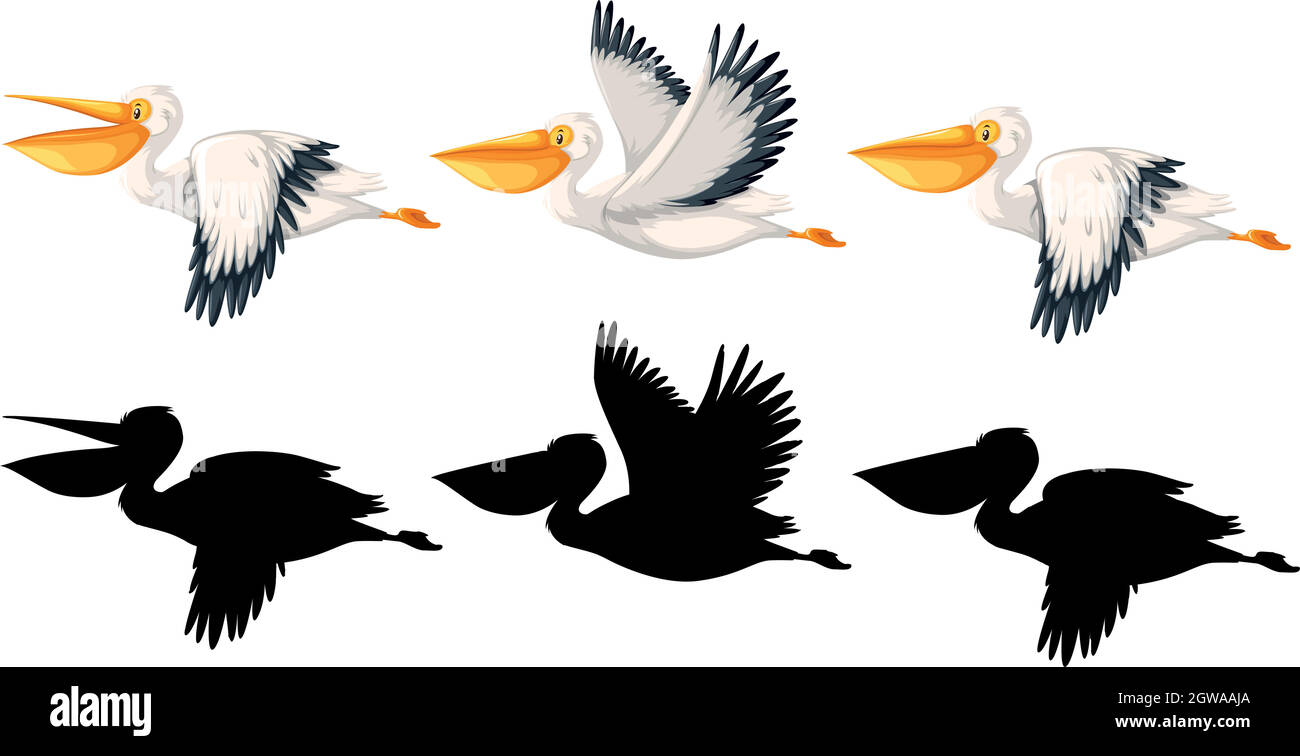 Pelican drawing Banque d'images vectorielles - Alamy