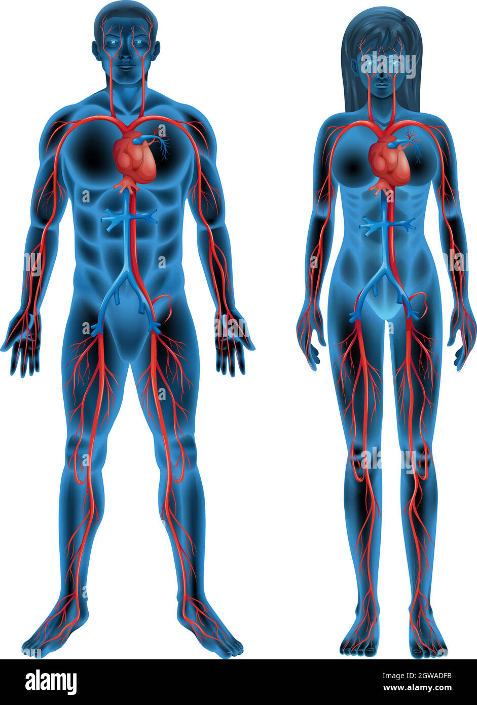 Les vaisseaux du corps humain Banque de photographies et d’images à ...