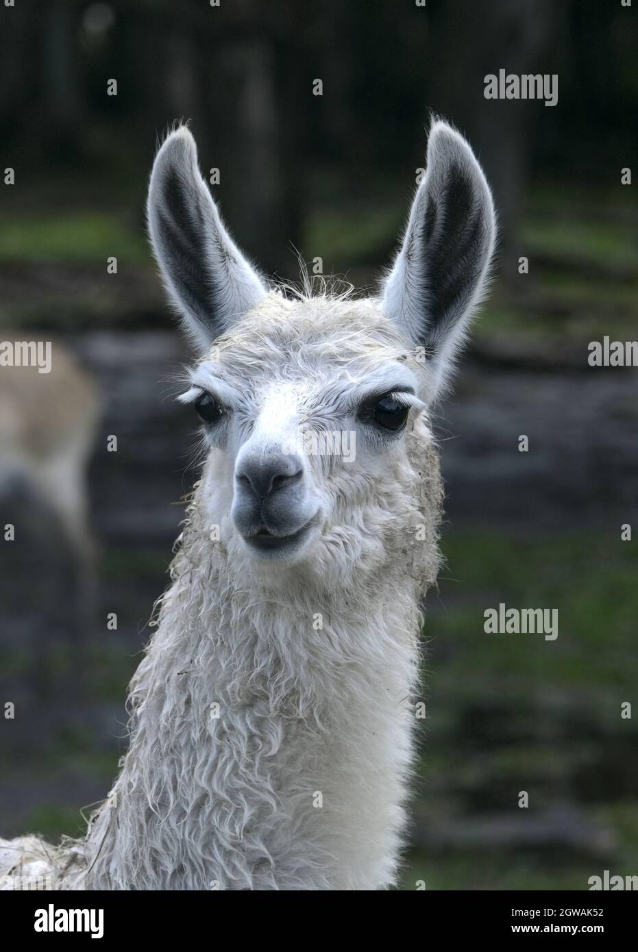 Animaux lama Banque de photographies et d’images à haute résolution - Alamy