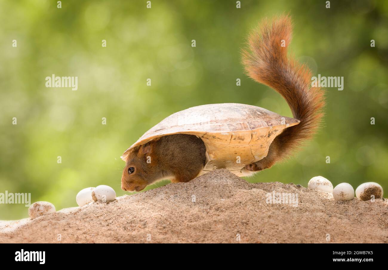 Bébé ecureuil roux nid Banque de photographies et d’images à haute ...