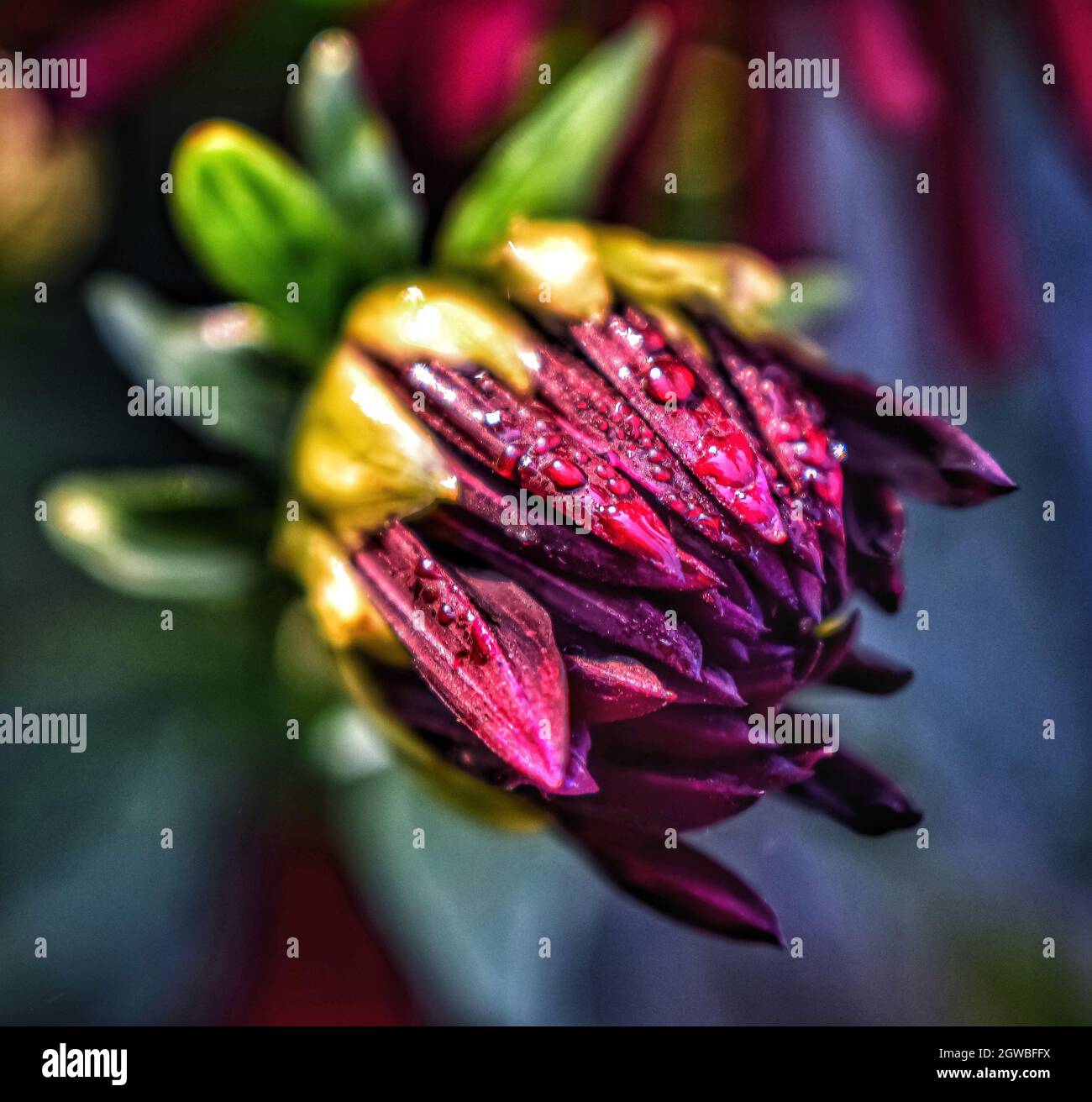 Dahlia arabian night Banque de photographies et d’images à haute ...