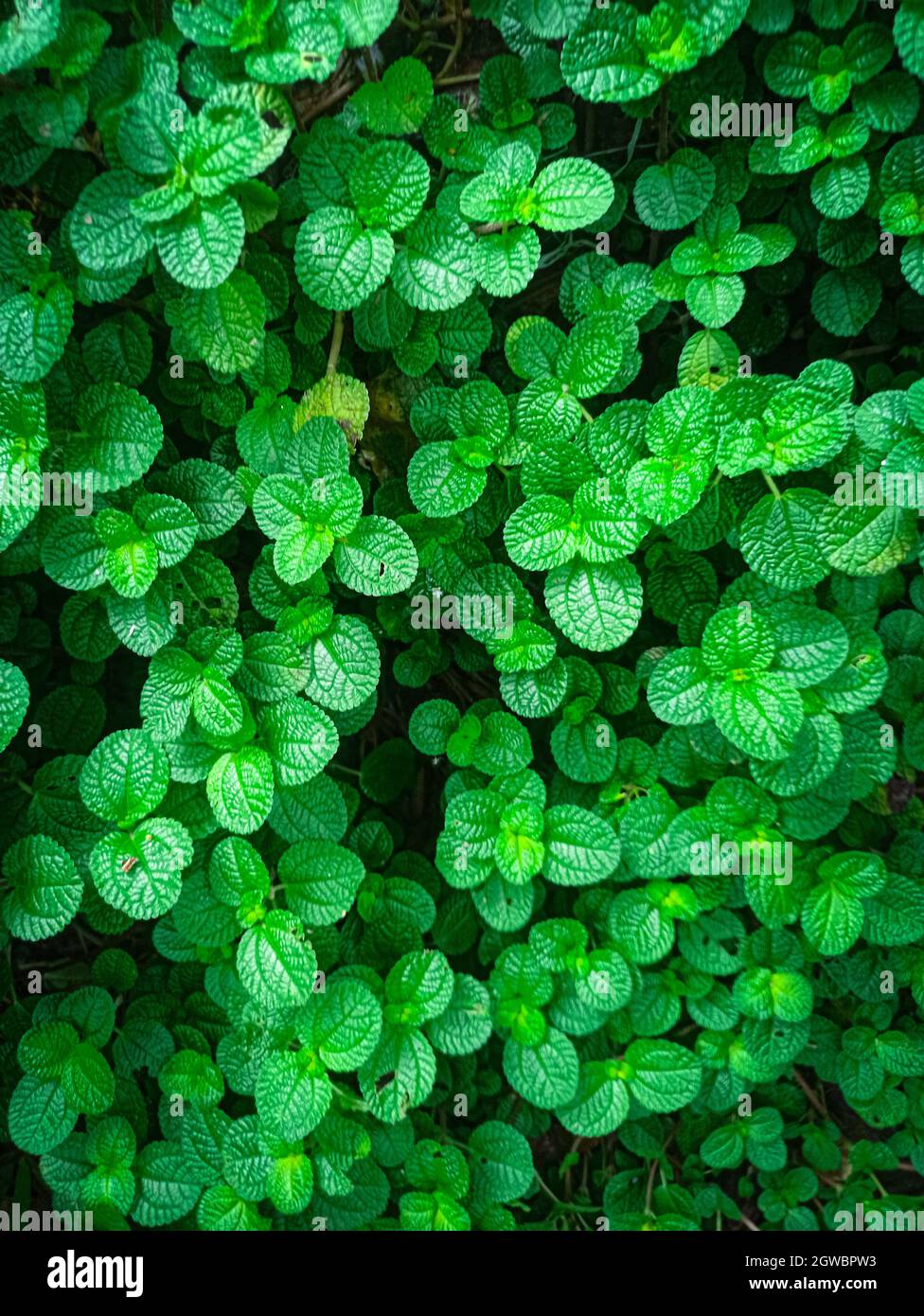 Plant cell microscope lotus Banque de photographies et d’images à haute ...