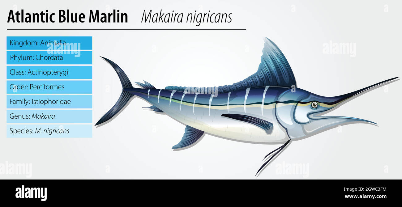 Atlantic blue marlin Banque d'images vectorielles - Alamy