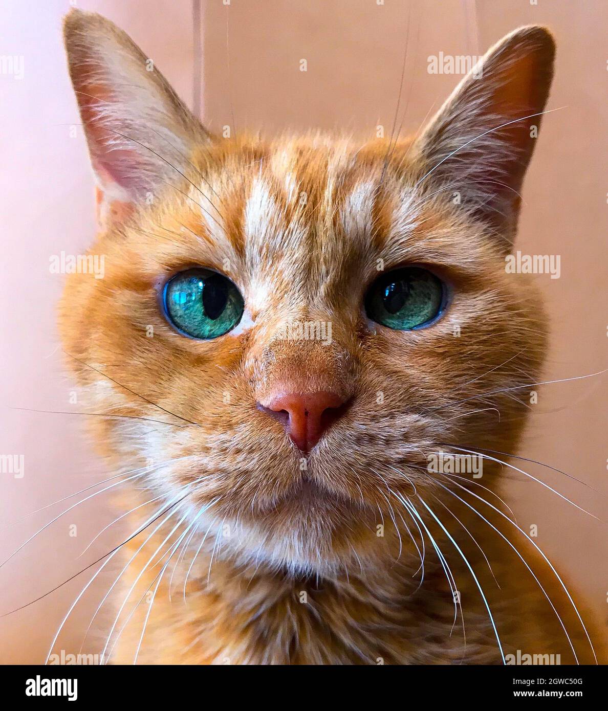 Cross eyed animal Banque de photographies et d’images à haute ...