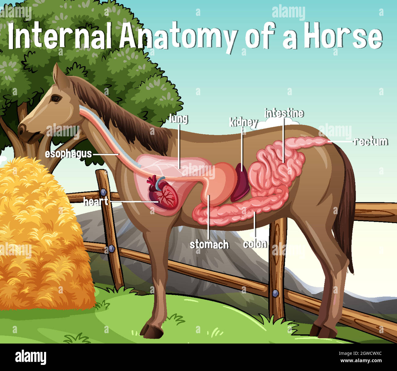 Anatomie interne d'un cheval avec étiquette Image Vectorielle Stock - Alamy